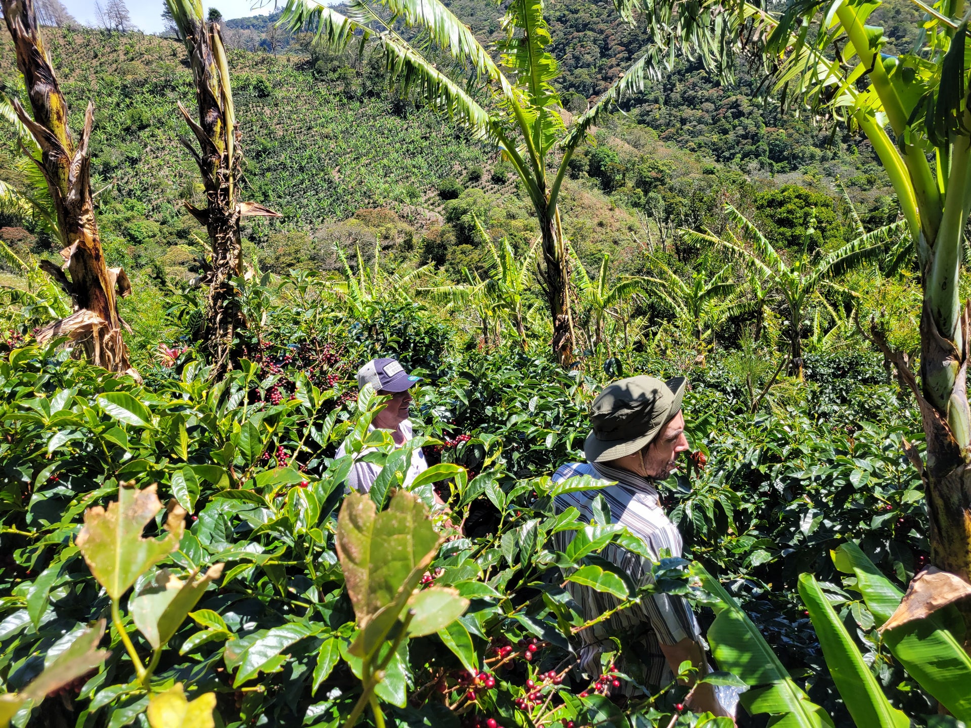 Origin Trip to Tarrazú, Costa Rica – Greater Goods Roasting